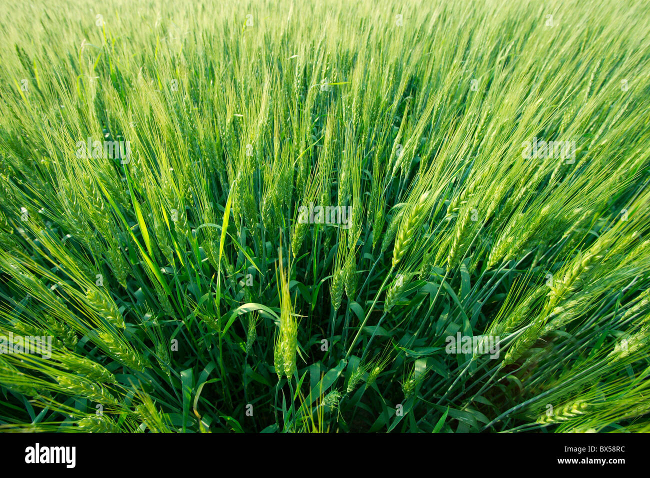 Fresh wheat field in wide angle view Stock Photo - Alamy