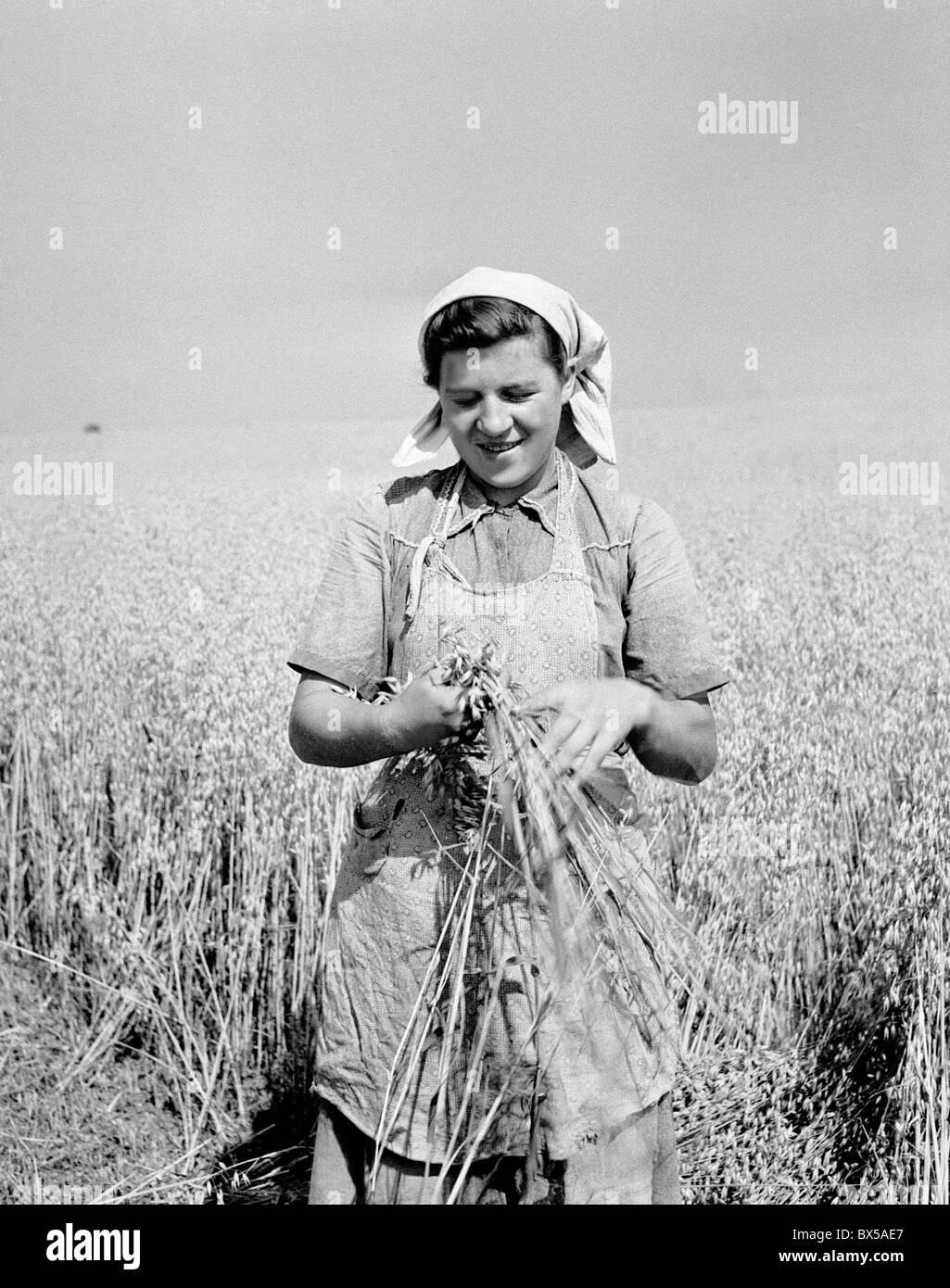 Drying wheat Black and White Stock Photos & Images - Alamy