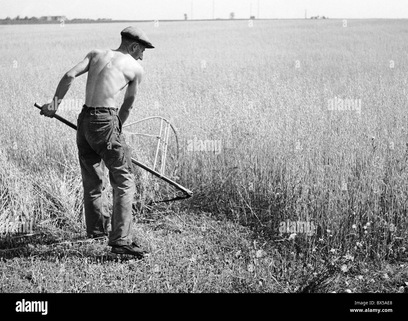 Czechoslovakia - 1948. Farmer using scythe to harvest ripe wheat. CTK ...