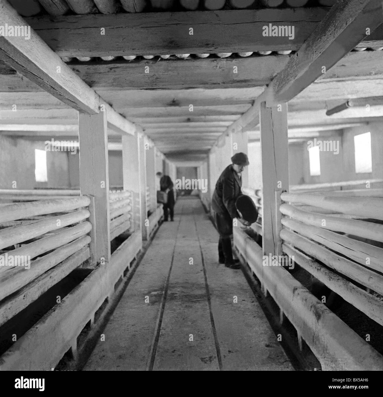 Pig near Black and White Stock Photos & Images - Alamy