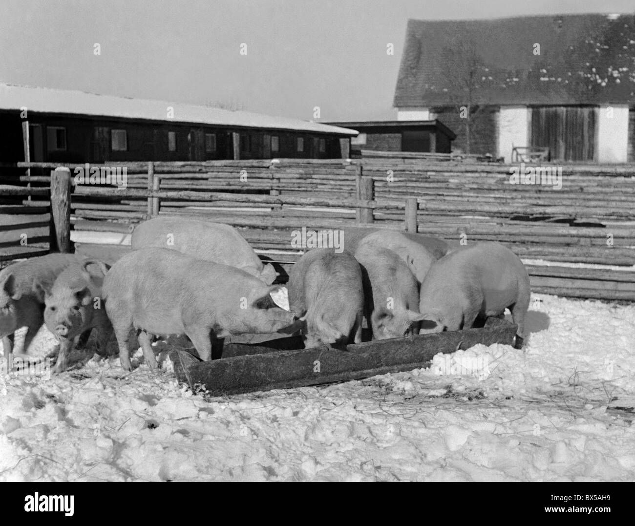 Pig near Black and White Stock Photos & Images - Alamy