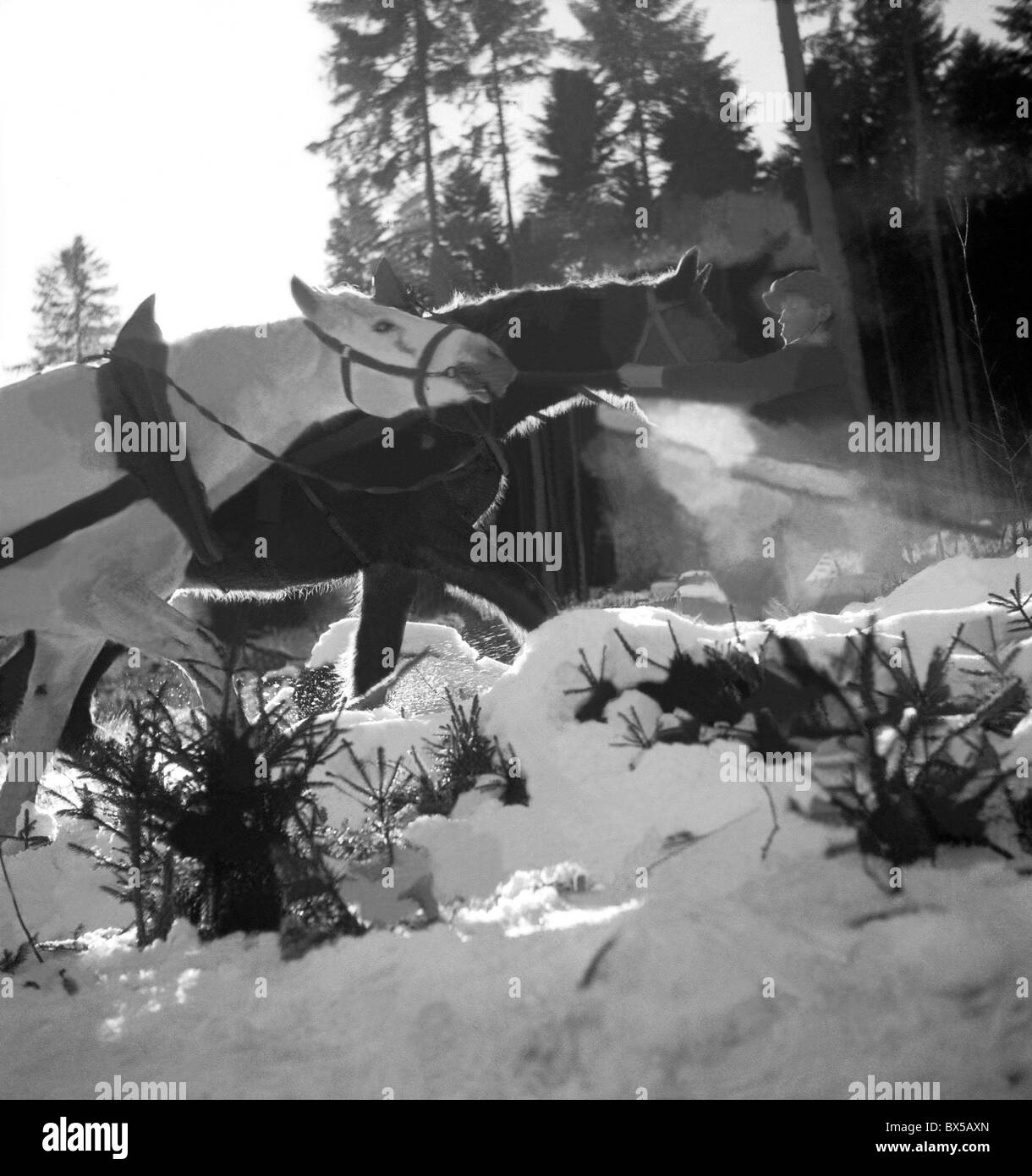 Czechoslovakia - Bohemian Forest, 1950. Horses are used to pull timber ...