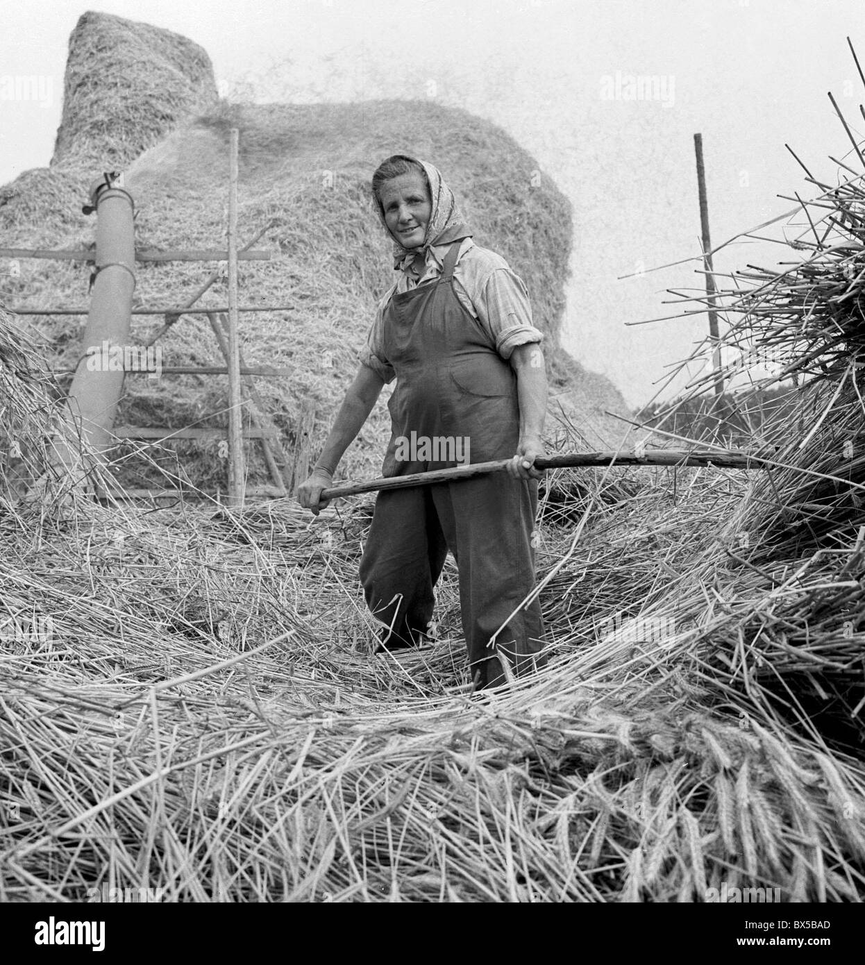 United Agricultural Cooperative, wheat harvest, worker Stock Photo - Alamy