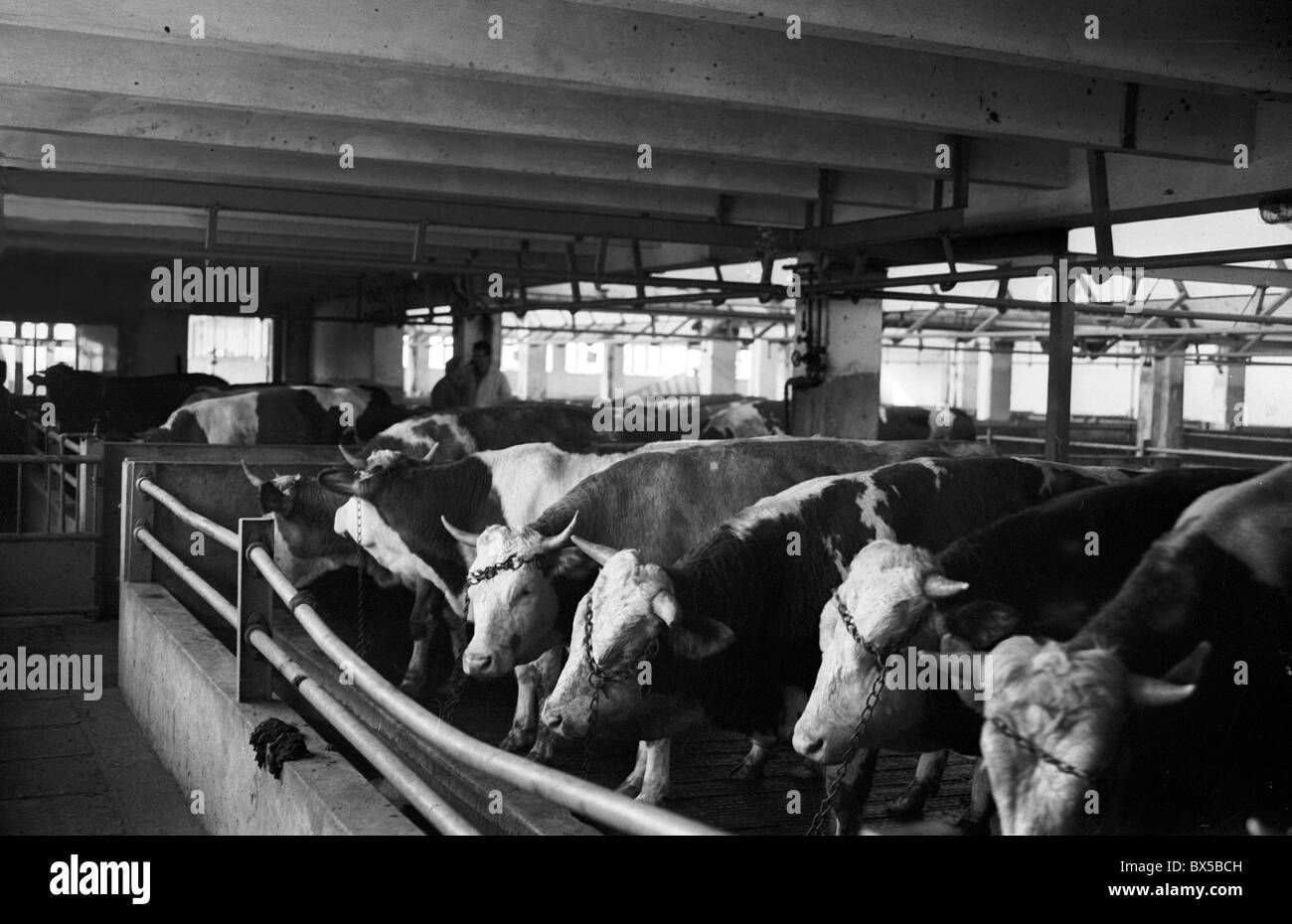 slaughter house, beef, bulls Stock Photo - Alamy