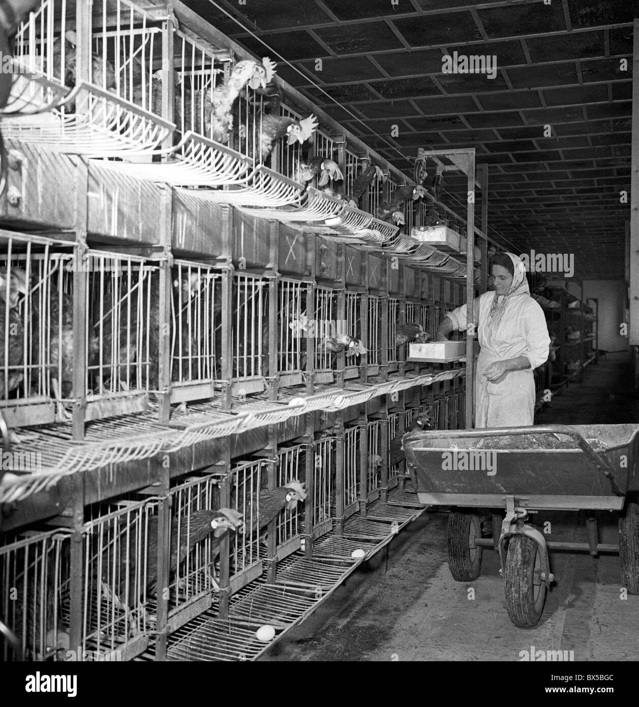 Female worker collects fresh eggs from hens at Stadice, Czechoslovakia ...