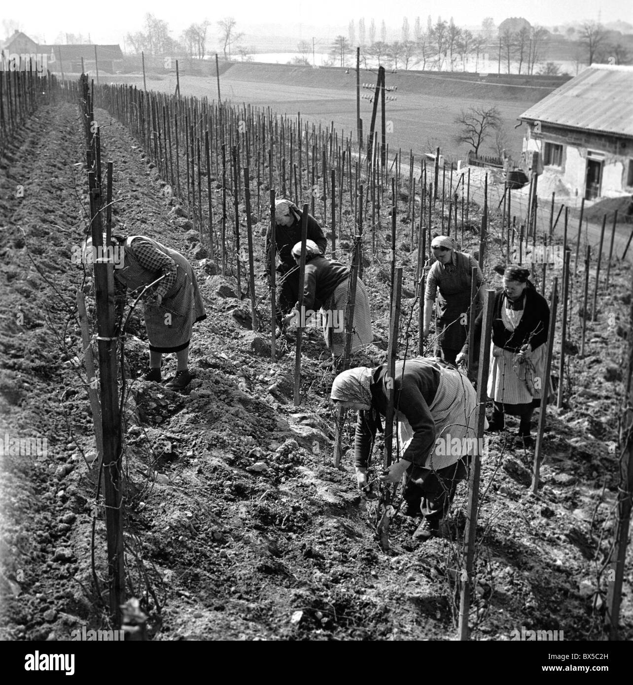 Wine vineyard Black and White Stock Photos & Images - Alamy
