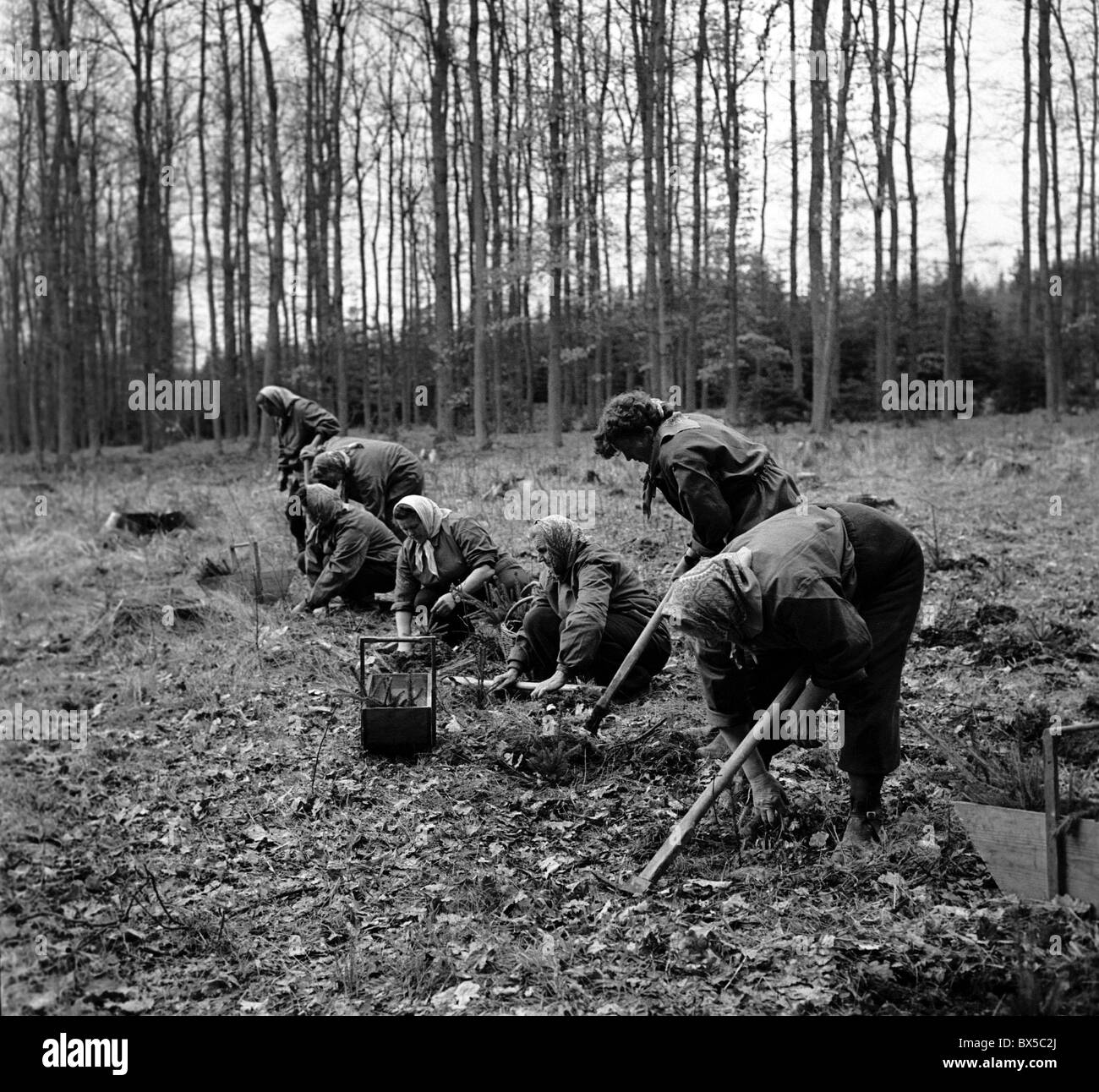Forest workers during spring tree planting all vineyards farms hi-res ...