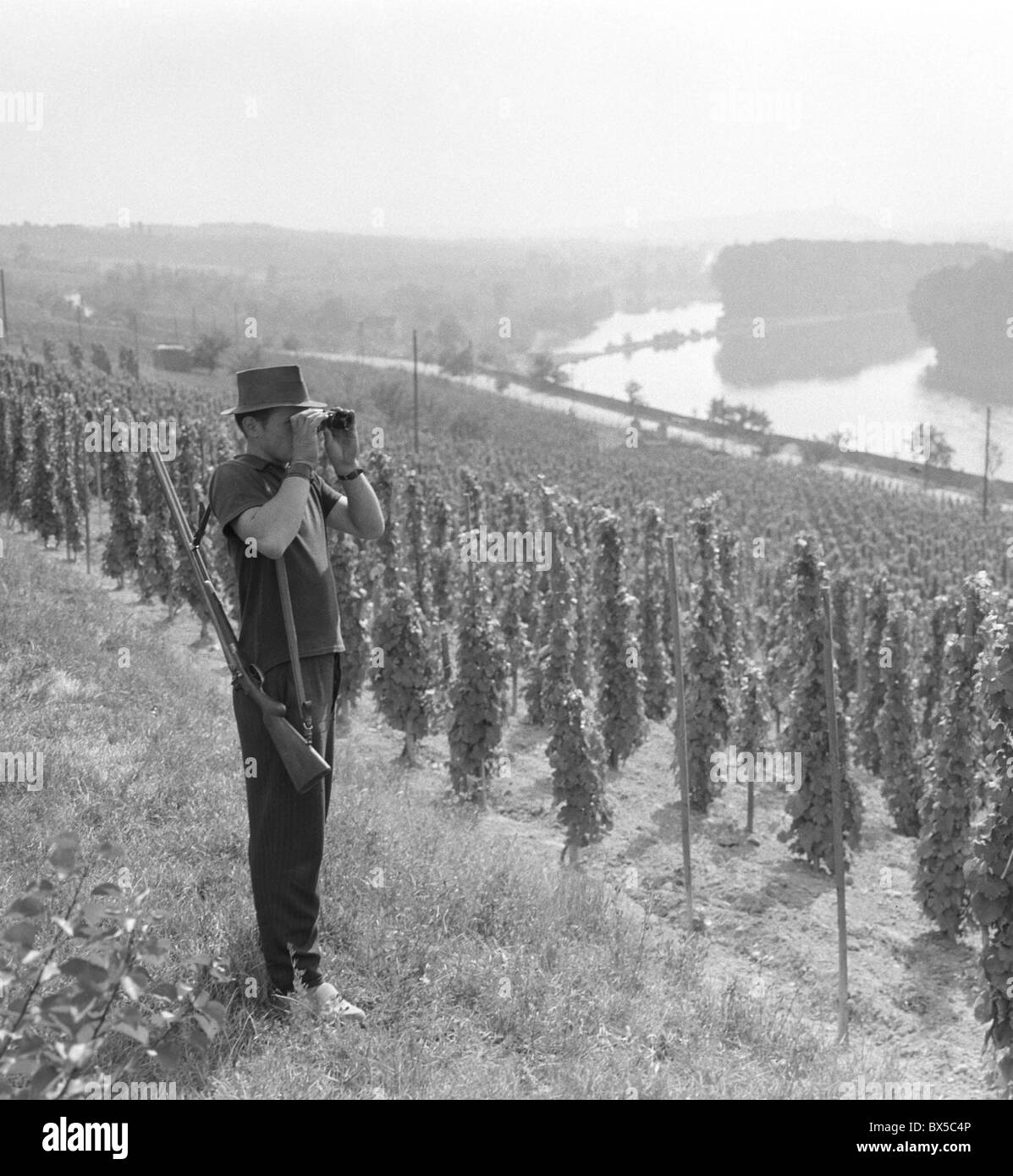 Vineyard, protection, loss of crop, shot gun Stock Photo - Alamy