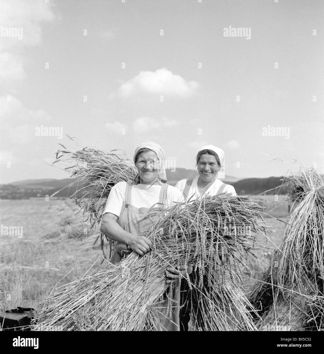 wheat harvest, United Agricultural Cooperative farmers, drying wheat ...