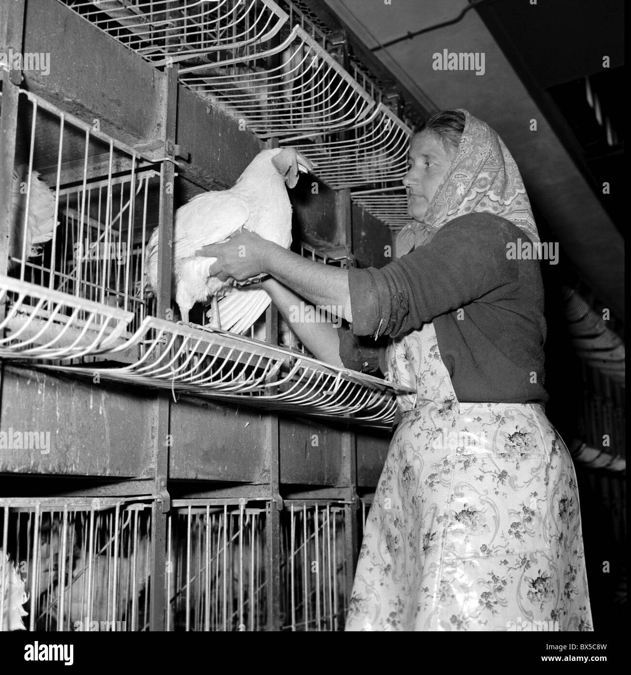 Chicken farmer communist propaganda hi-res stock photography and images ...