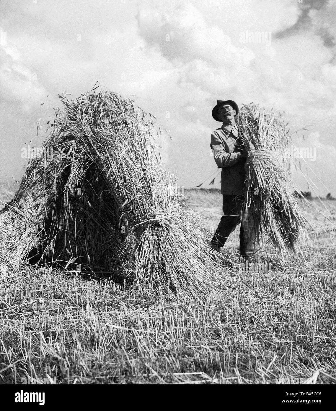 wheat, barley, oats, rye Stock Photo - Alamy