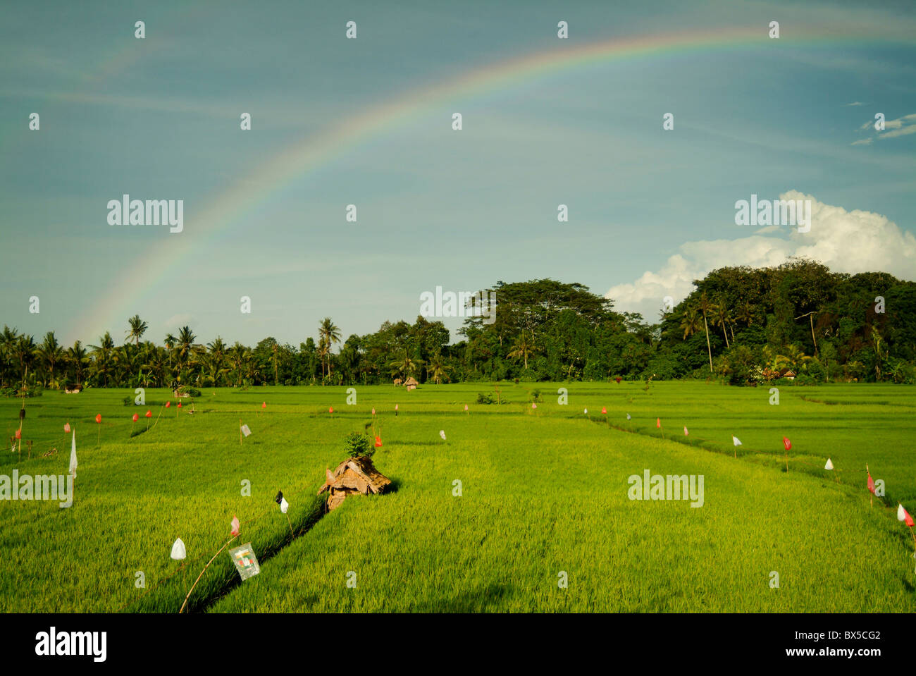 After a drenching rain, a beautiful rainbow appears over a verdant ...