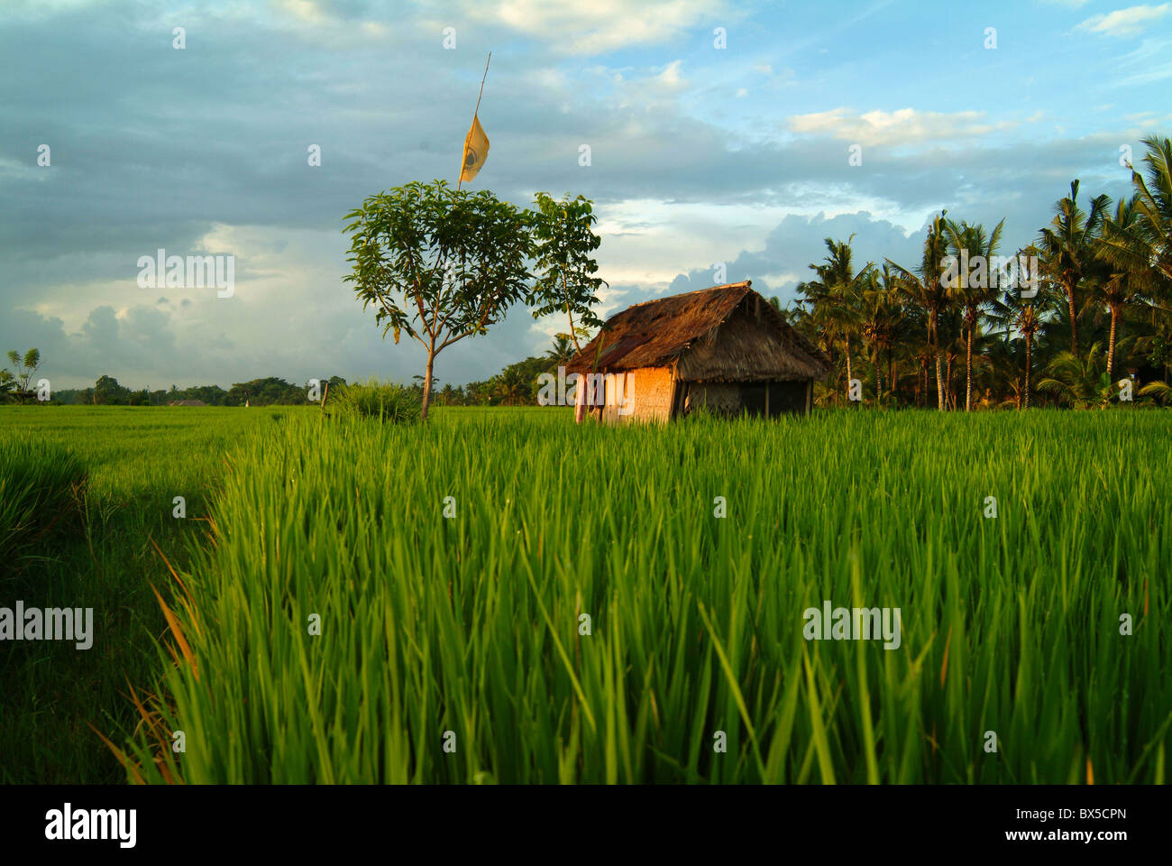 Just after sunrise in a verdant green Ubud, Bali rice field. A workers ...