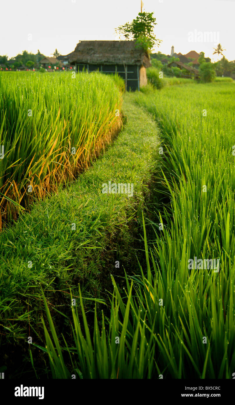 Just after sunrise in a verdant green Ubud, Bali rice field. A workers ...