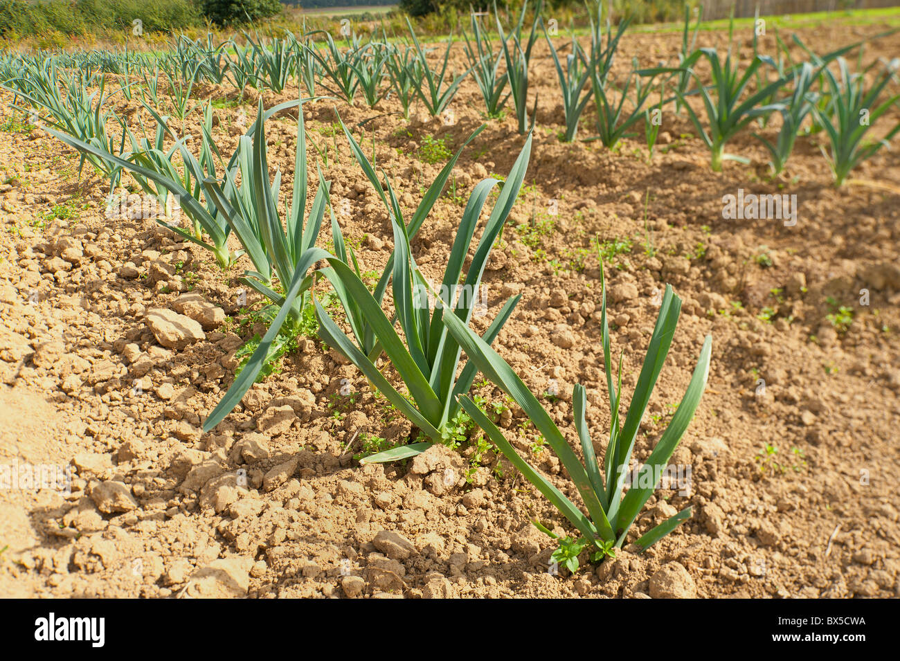 Allium spp hi-res stock photography and images - Alamy