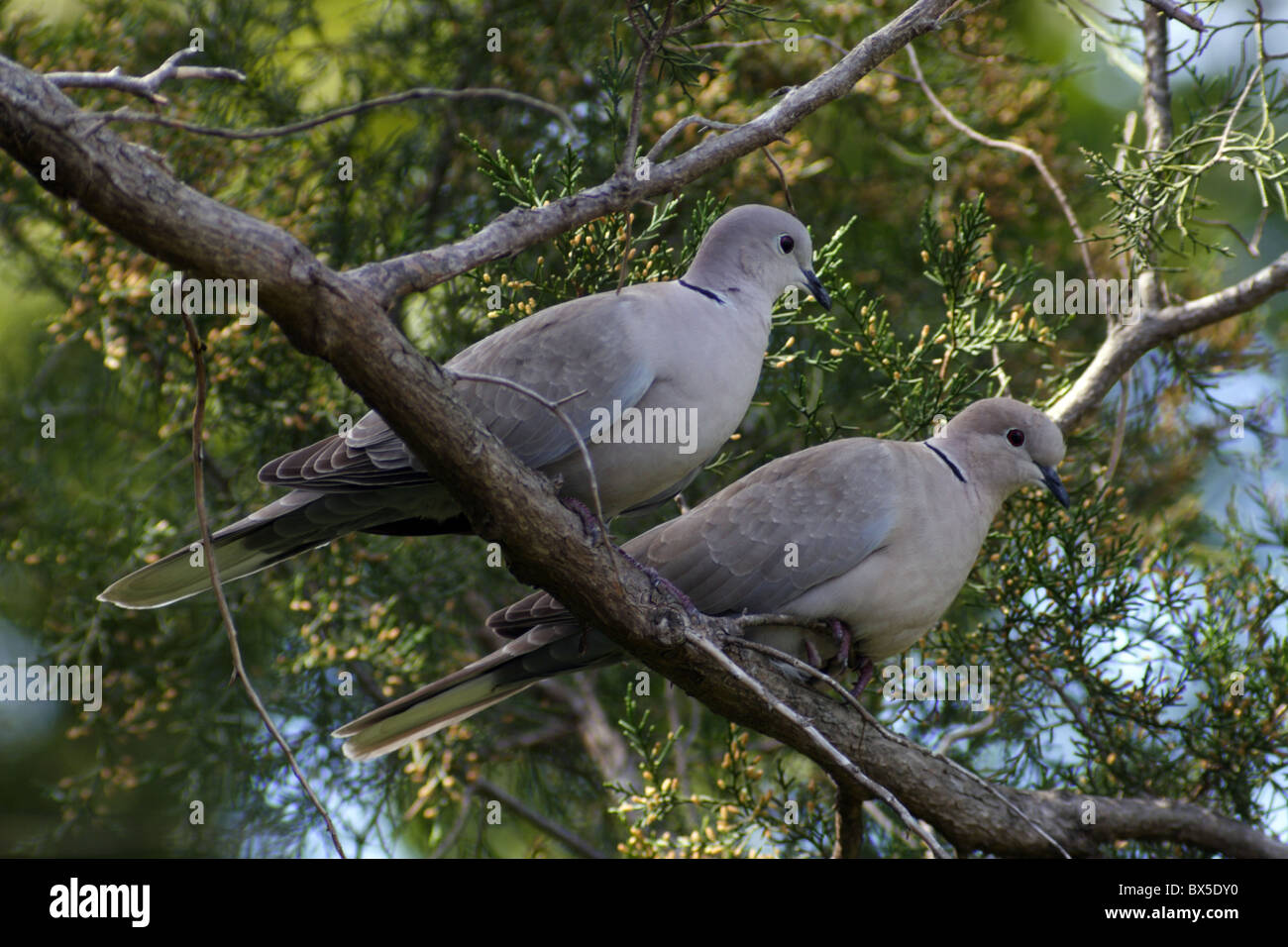 Ringed Turtle Dove pair Stock Photo - Alamy