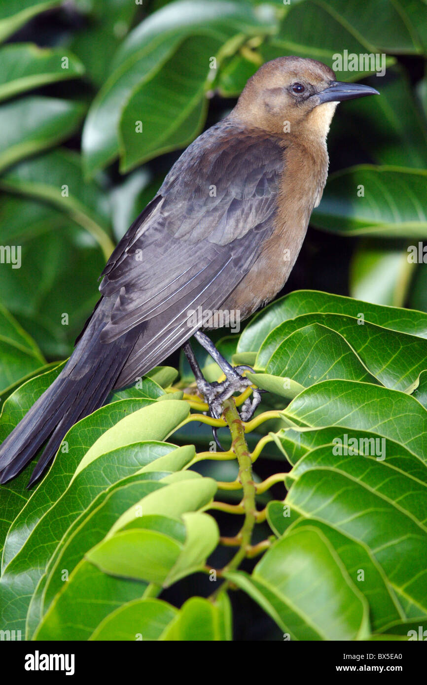 Female Boat-tailed grackle Stock Photo - Alamy