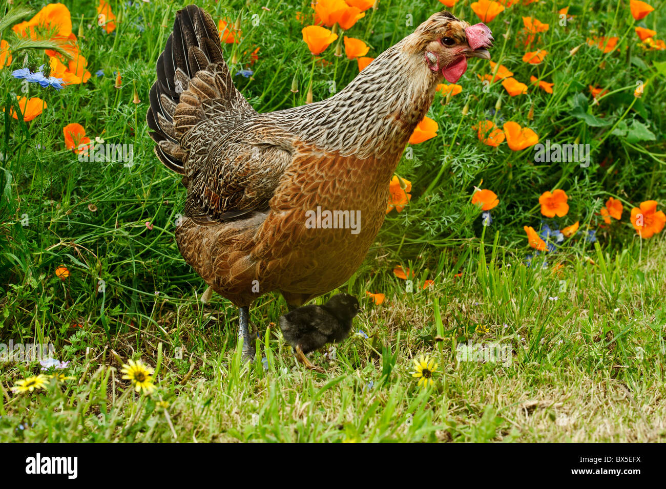 Explore your garden hi-res stock photography and images - Alamy