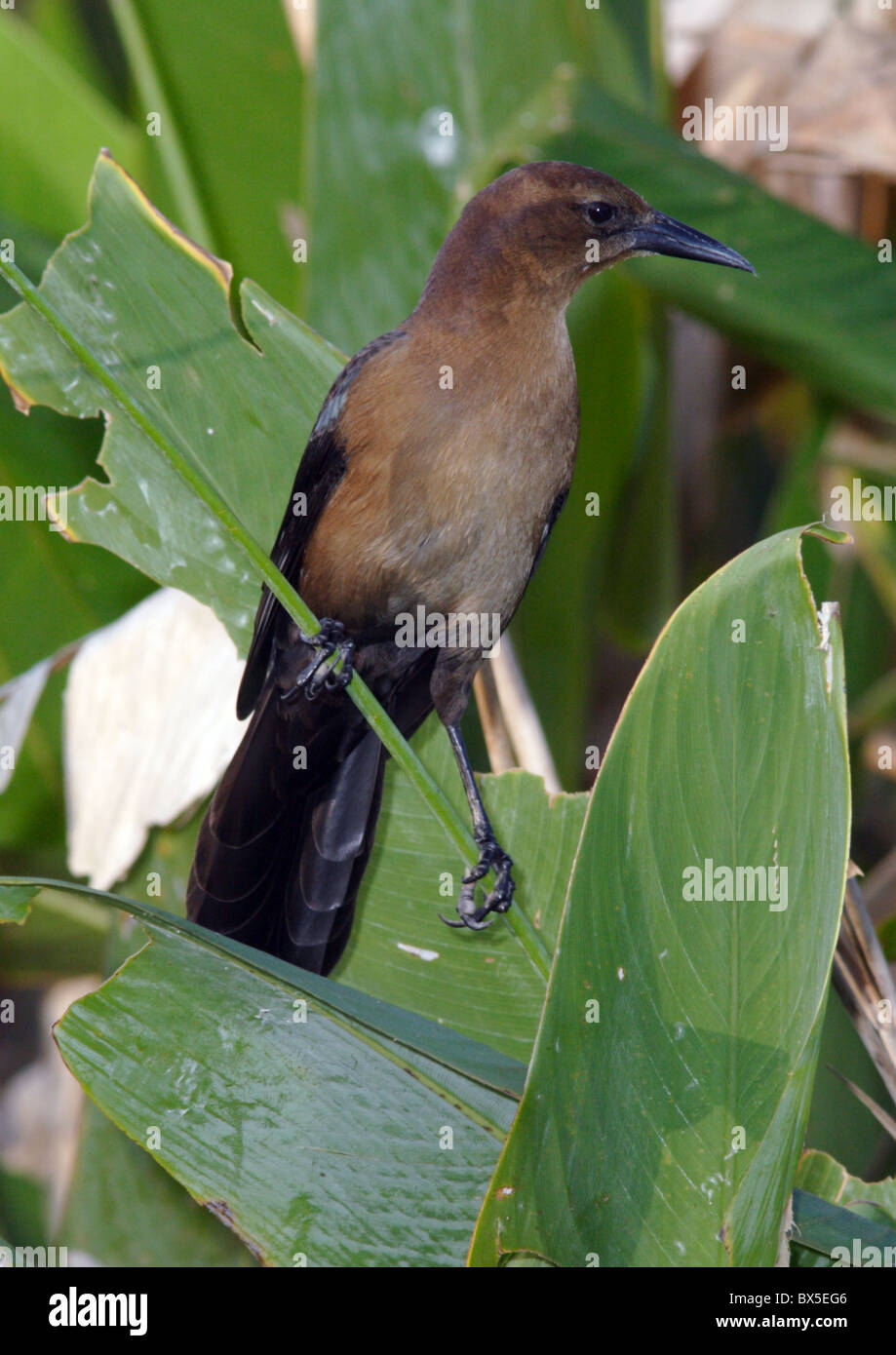 Boat-tailed Grackle female Stock Photo - Alamy