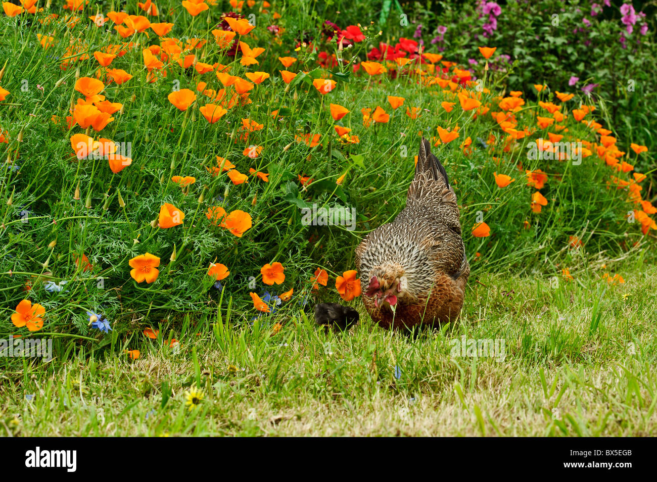 Spring, Hen and chick explore spring garden Stock Photo - Alamy