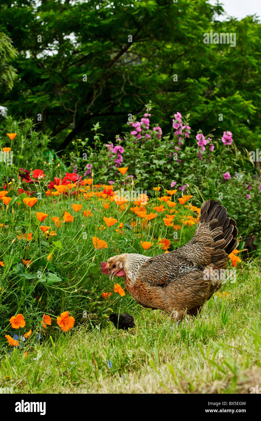 Chickens garden hi-res stock photography and images - Alamy
