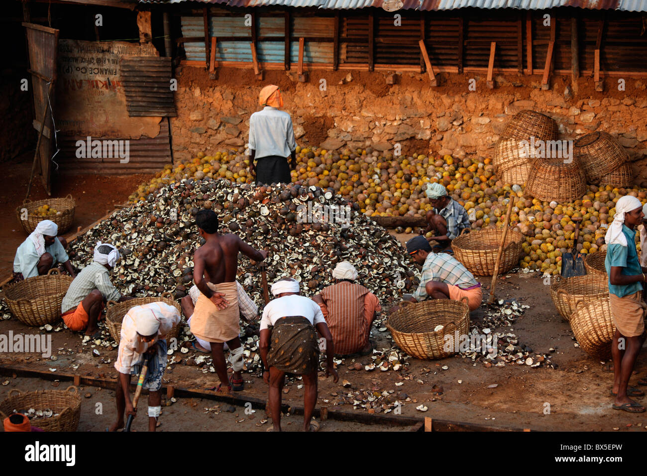 People breaking coconut to extract oil Stock Photo - Alamy