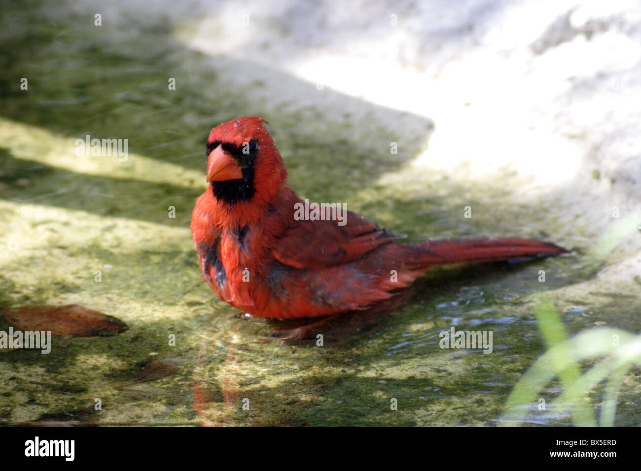 Male cardinal hi-res stock photography and images - Alamy
