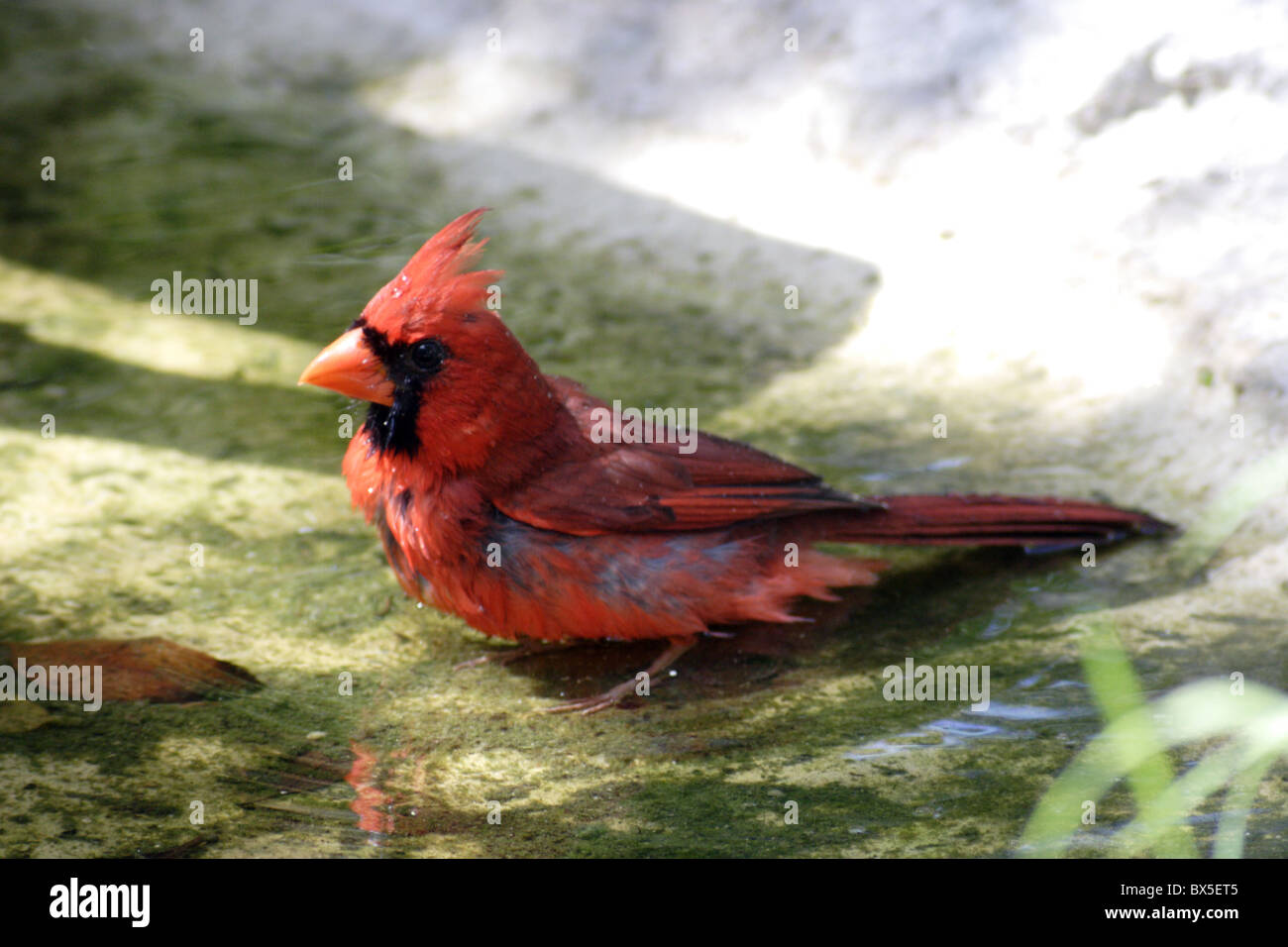Male Cardinal at water's edge Stock Photo - Alamy