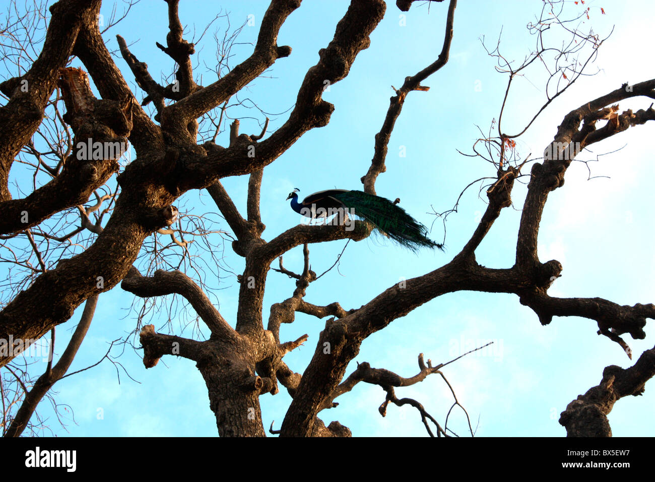 Peacock sitting on tree hi-res stock photography and images - Alamy
