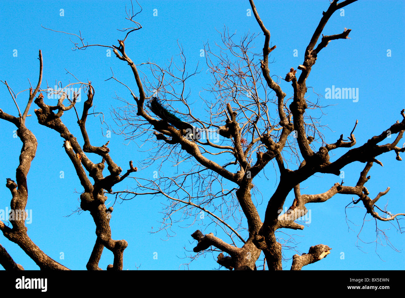 Dead peacock hi-res stock photography and images - Alamy