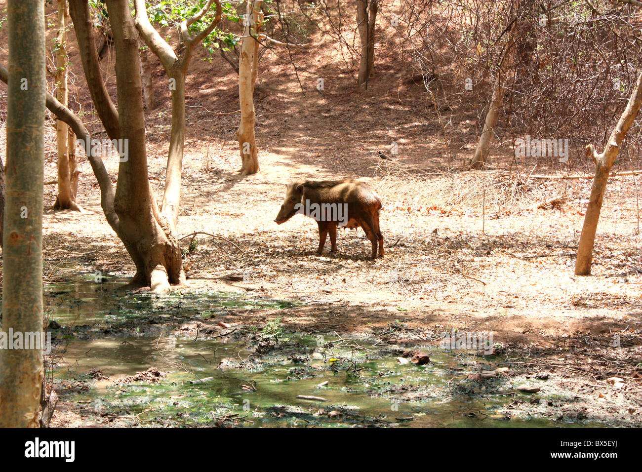 Indian wild pig hi-res stock photography and images - Alamy