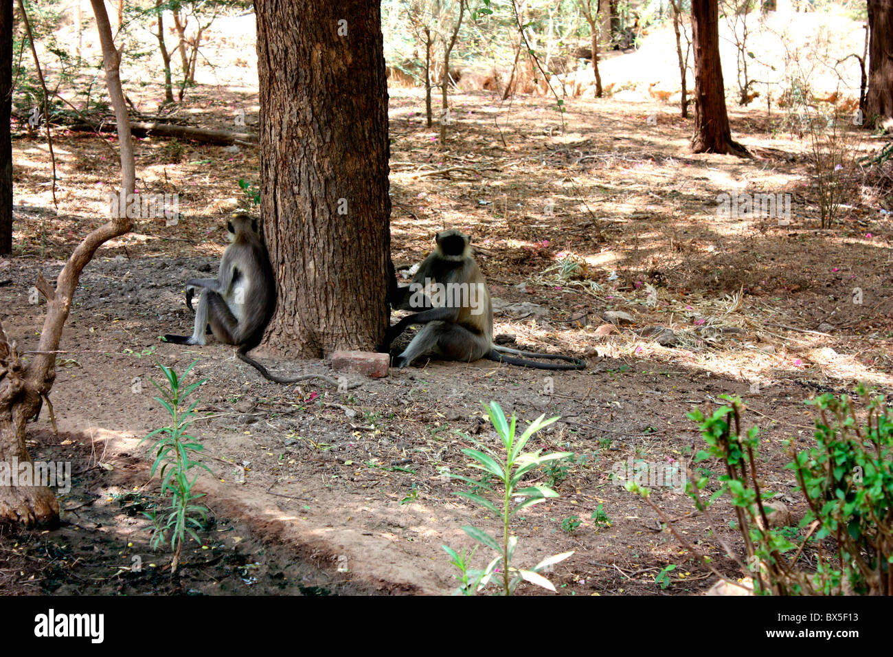 Indian monkeys sitting near a tree Stock Photo - Alamy
