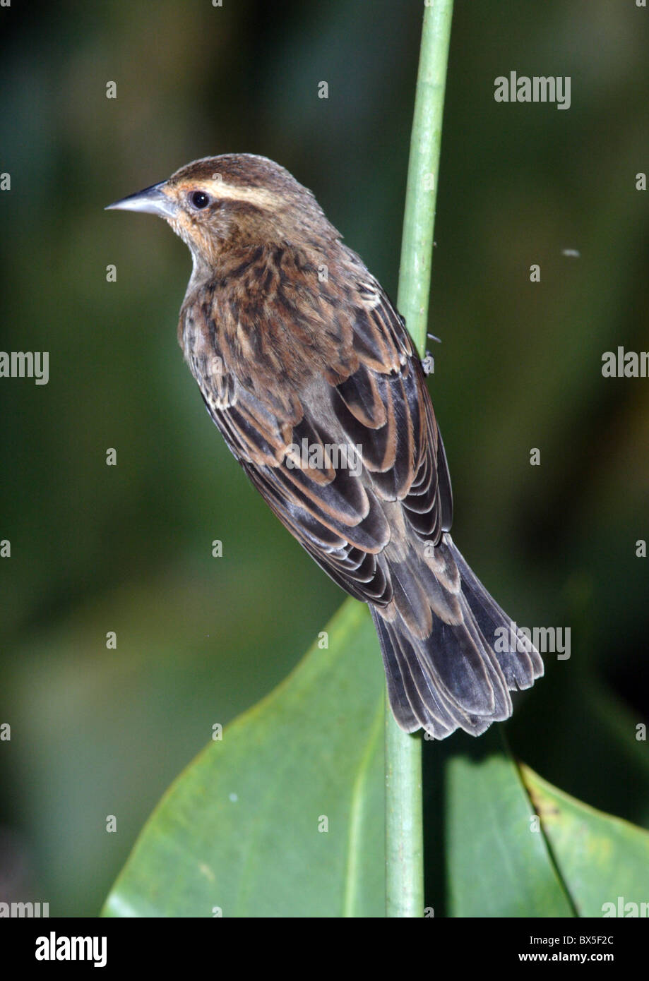 Female Red-Winged Blackbird Stock Photo - Alamy