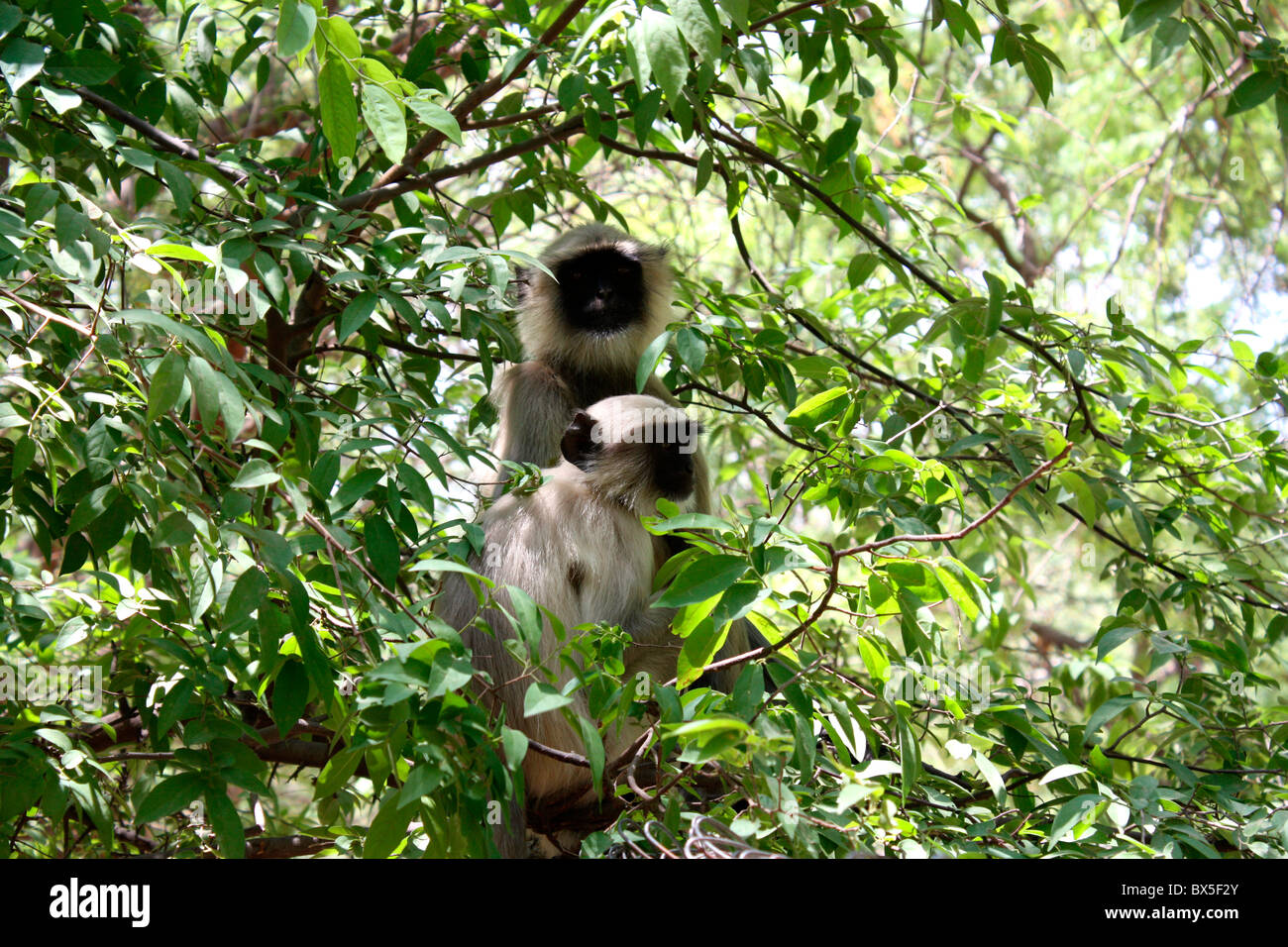Two black faced Langur monkey sitting on a tree Stock Photo - Alamy