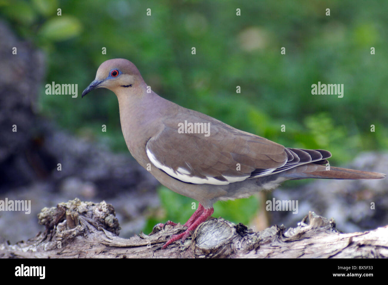 White winged dove perching hi-res stock photography and images - Alamy