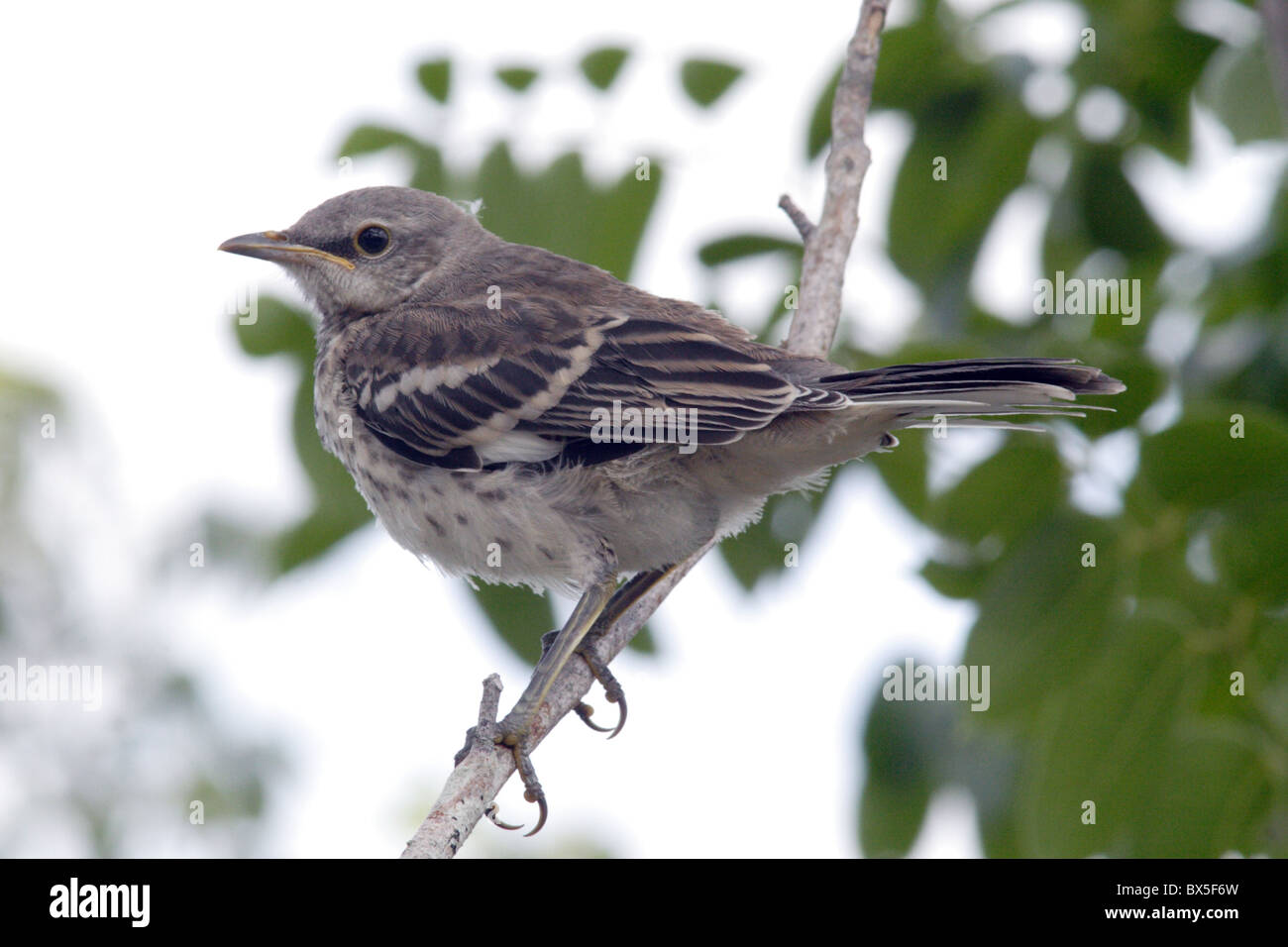 Immature mockingbird hi-res stock photography and images - Alamy