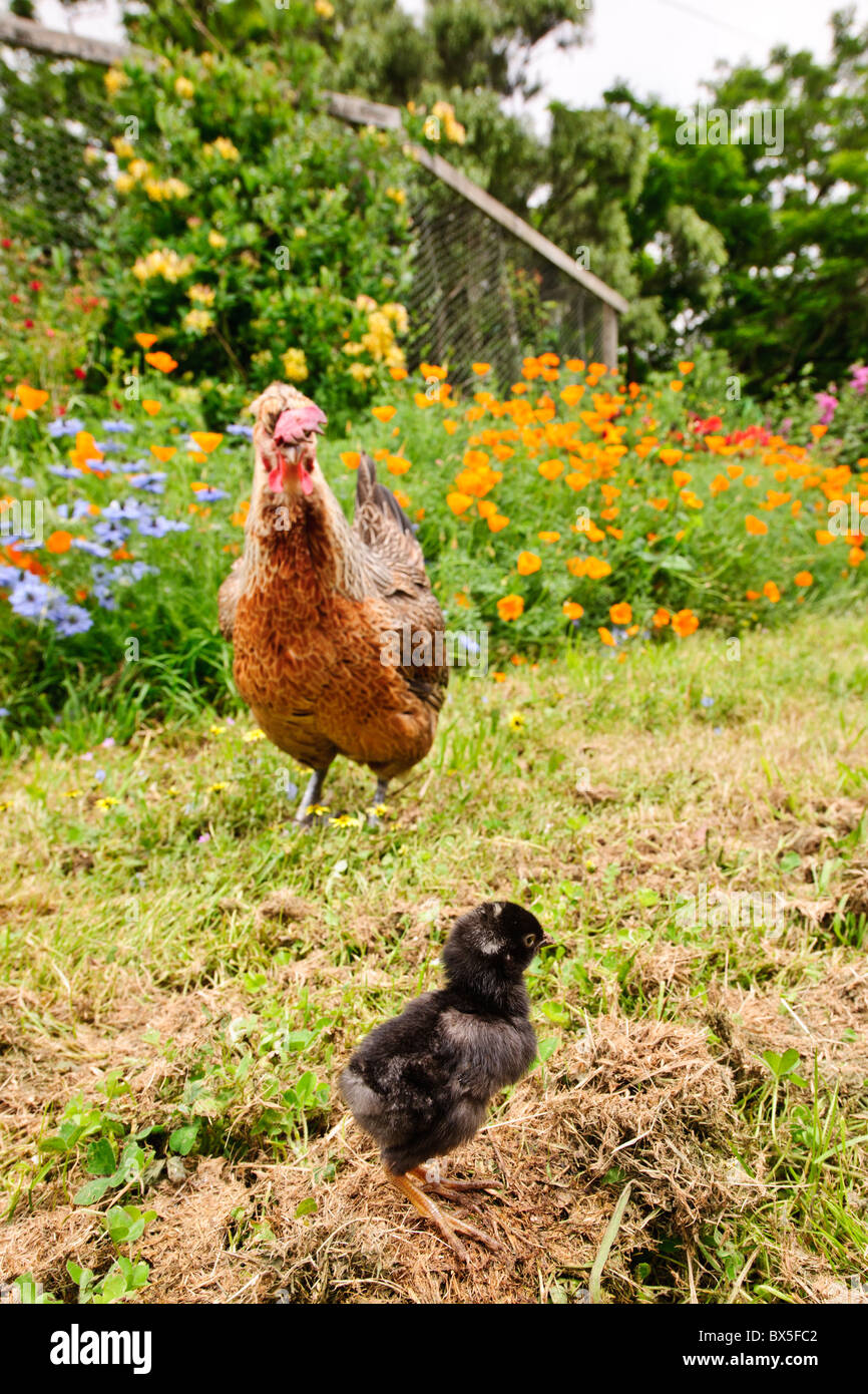Spring, Hen and chick explore garden Stock Photo - Alamy