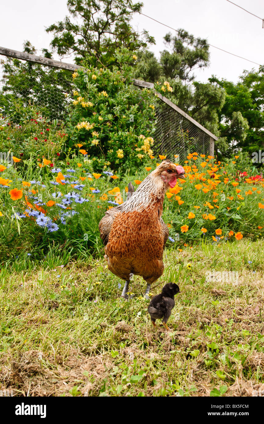Spring, Hen and chick explore garden Stock Photo - Alamy