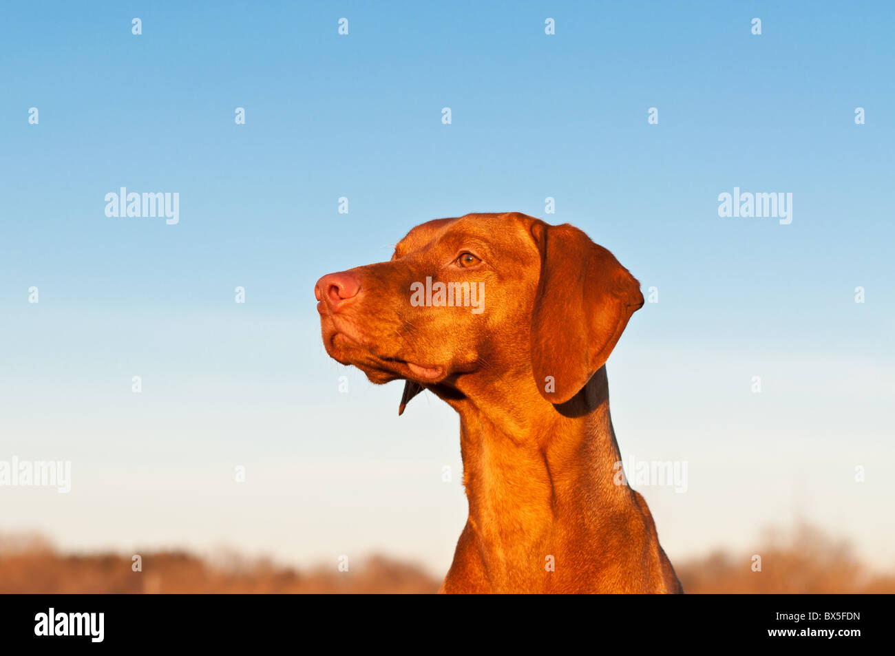 What Age Is A Vizsla Fully Grown