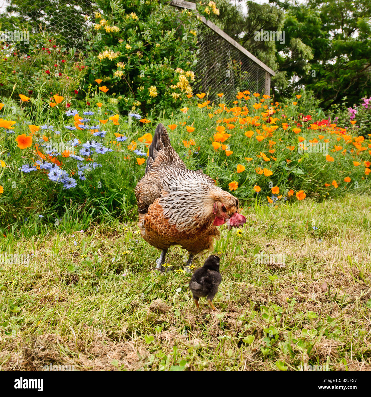 Spring, Hen and chick explore garden Stock Photo - Alamy