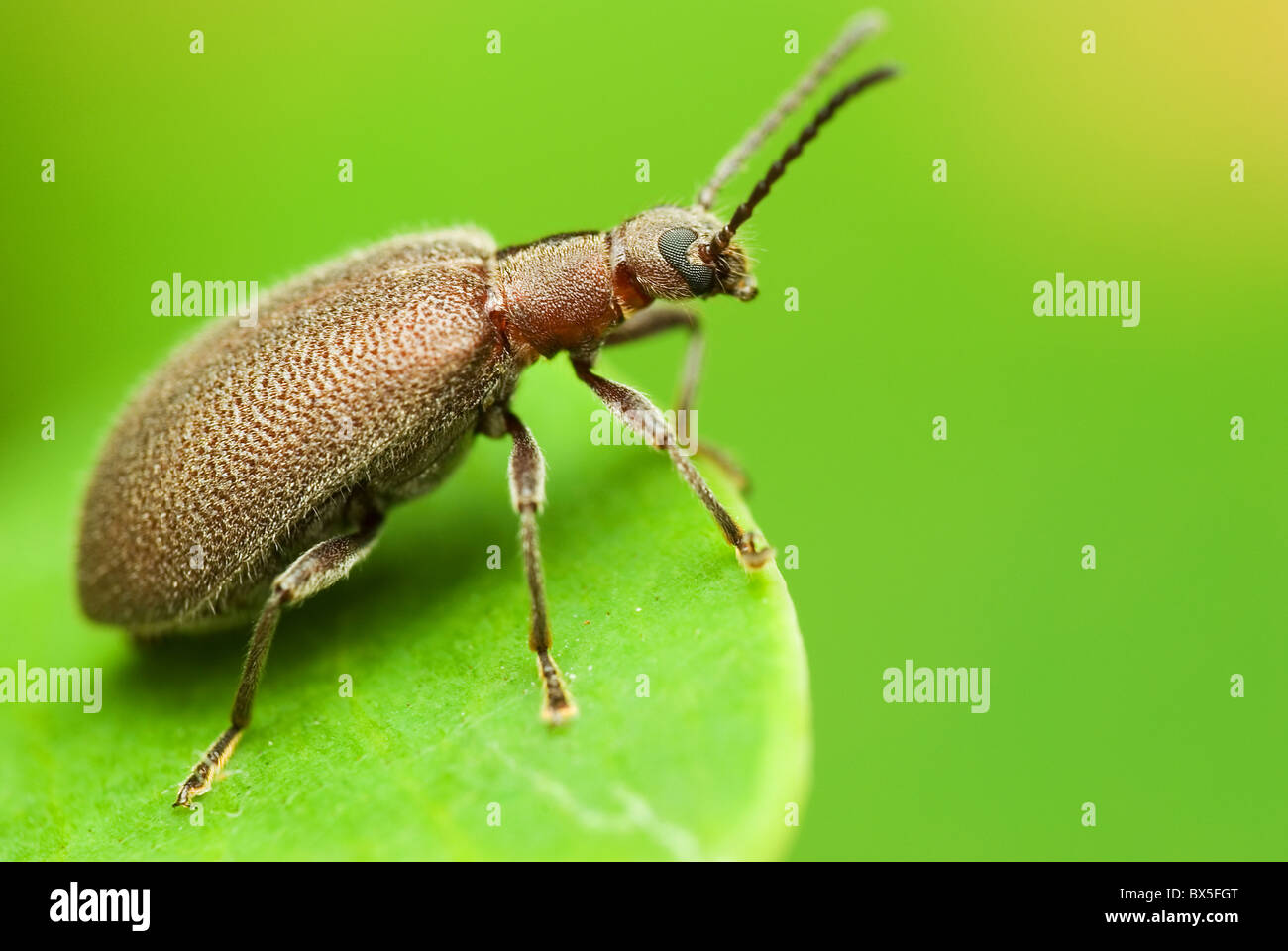 Macro of a brown Weevil Stock Photo - Alamy