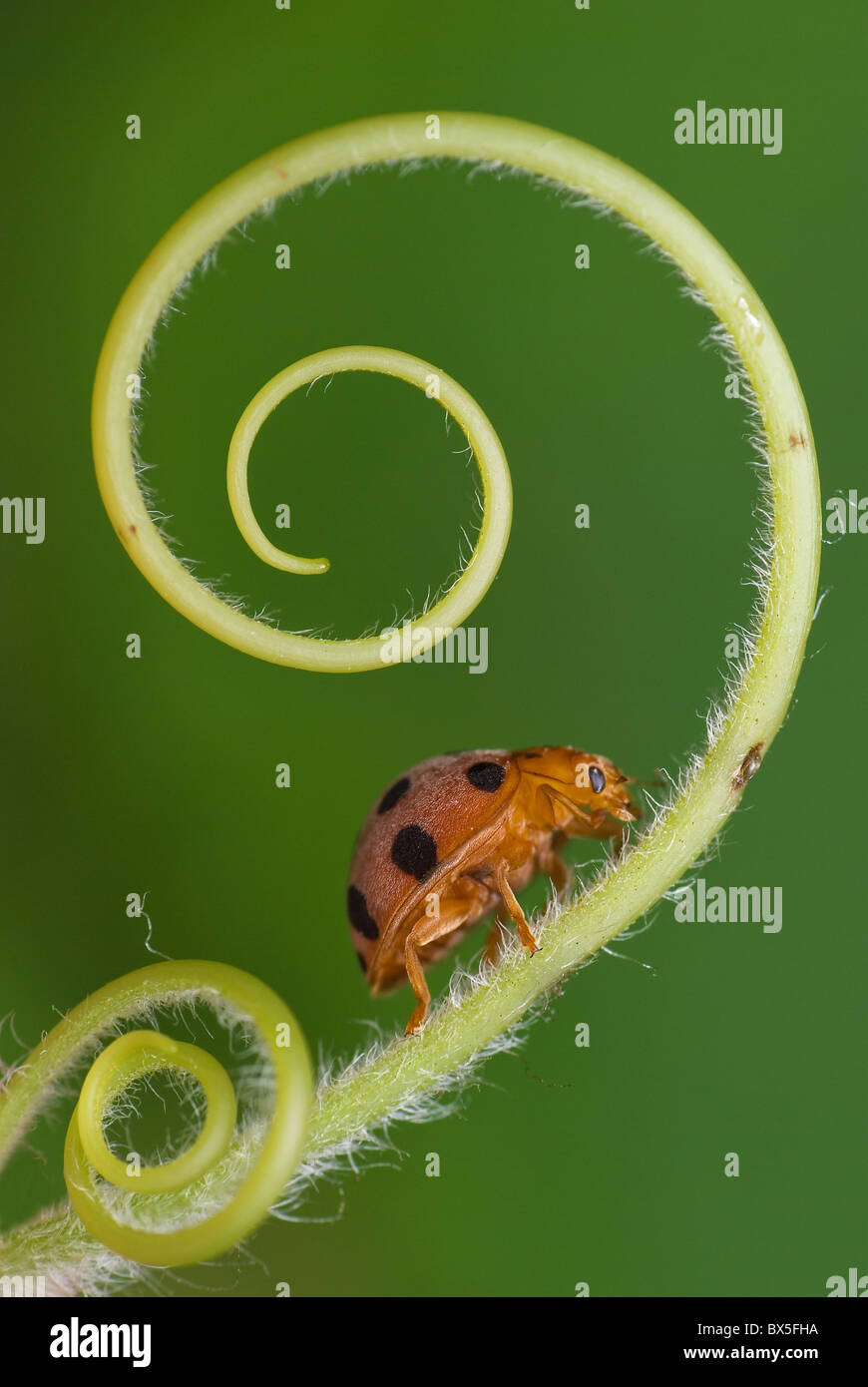 Close-up of a ladybird Stock Photo - Alamy