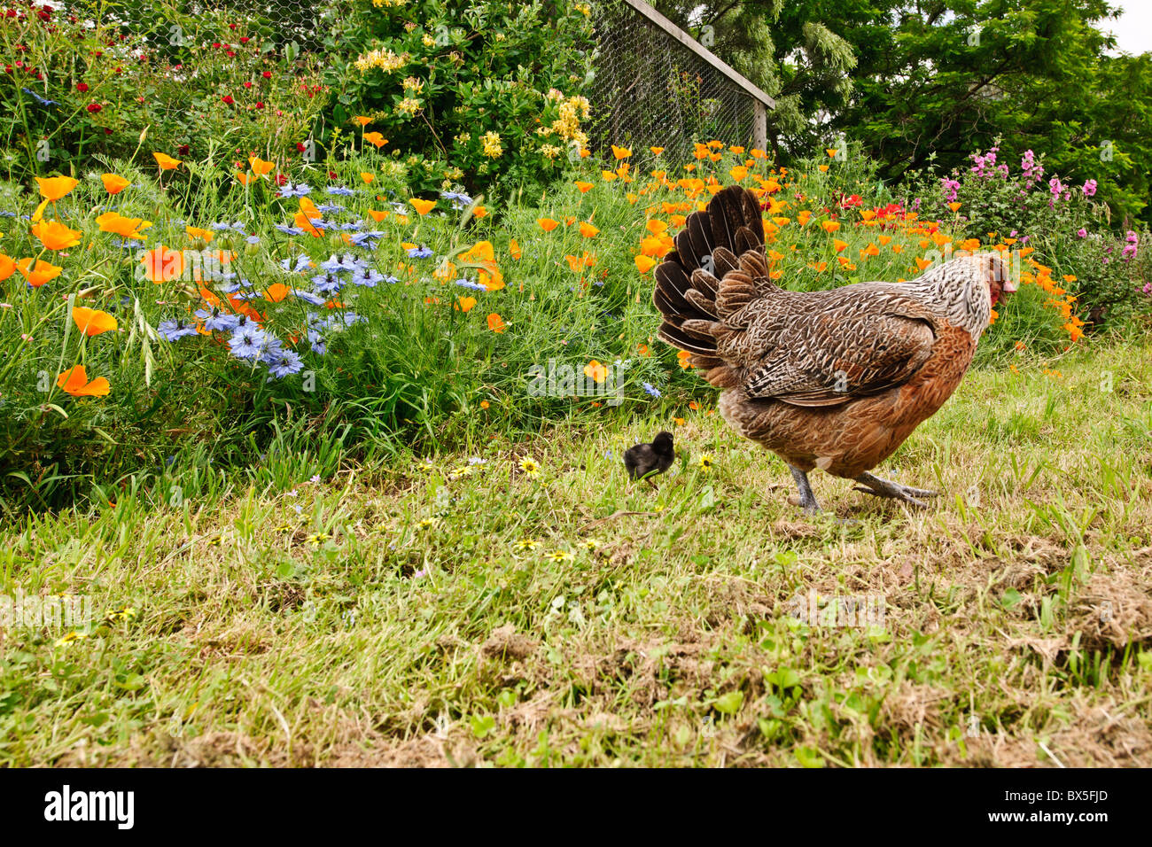 Spring, Hen and chick explore garden Stock Photo - Alamy