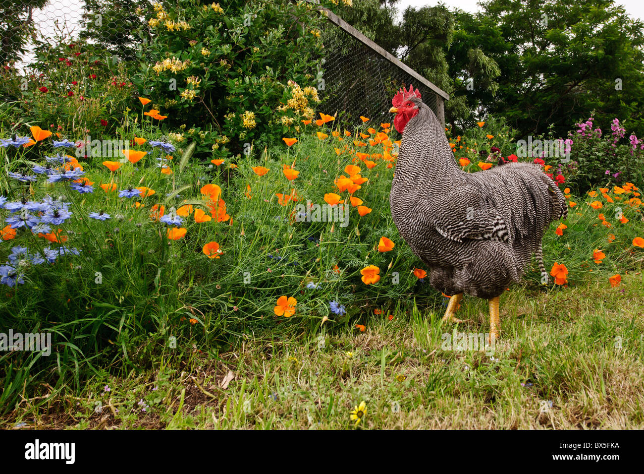Happy rooster hi-res stock photography and images - Alamy