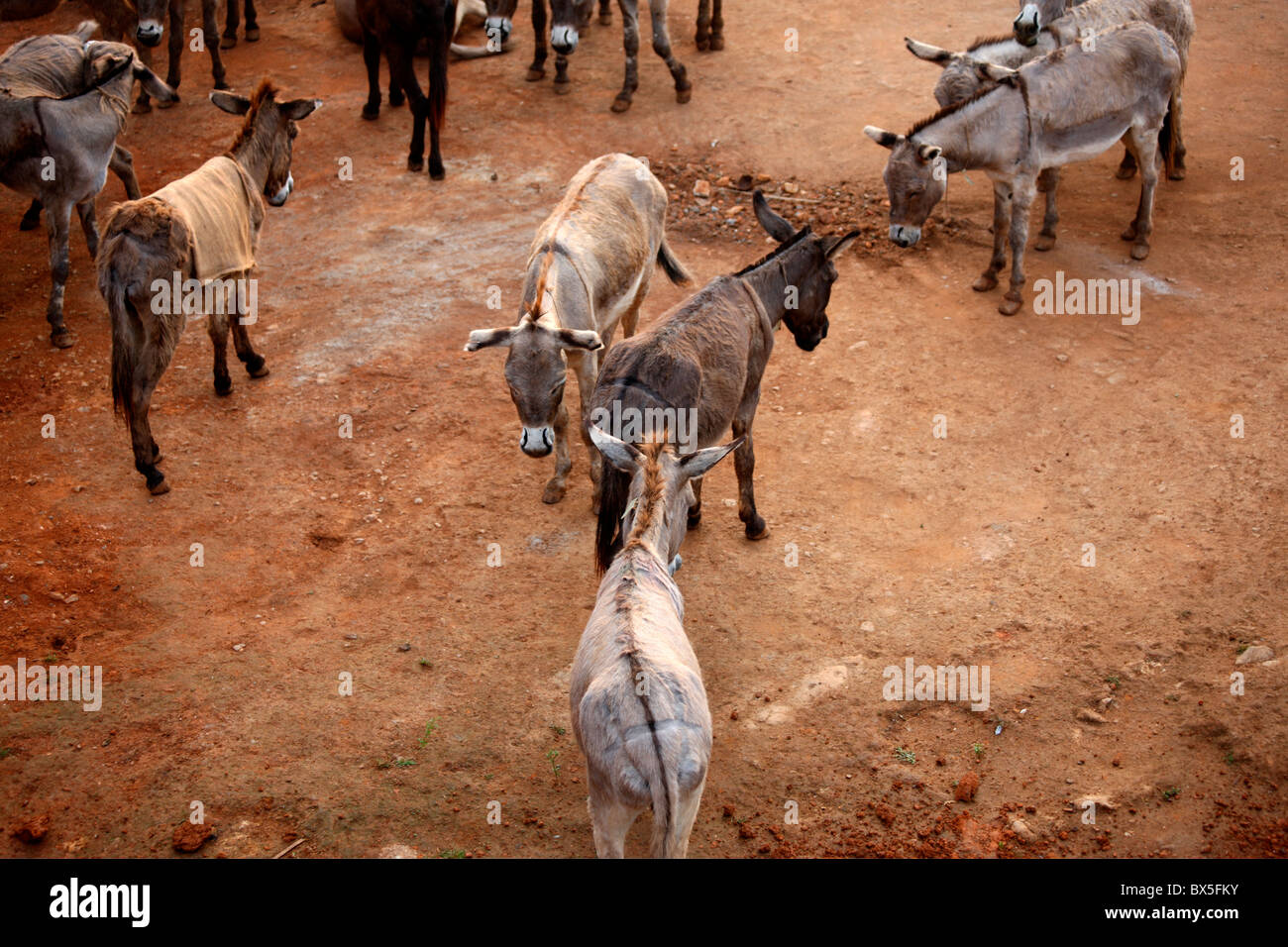 Donkeys goods hi-res stock photography and images - Alamy