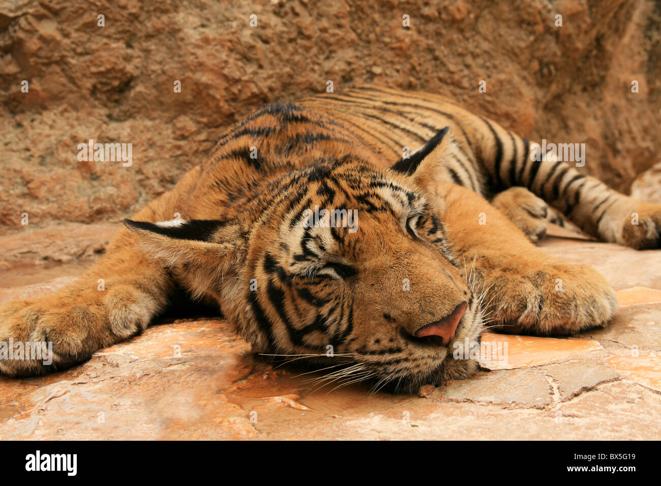 Tiger sleeping asia hi-res stock photography and images - Alamy