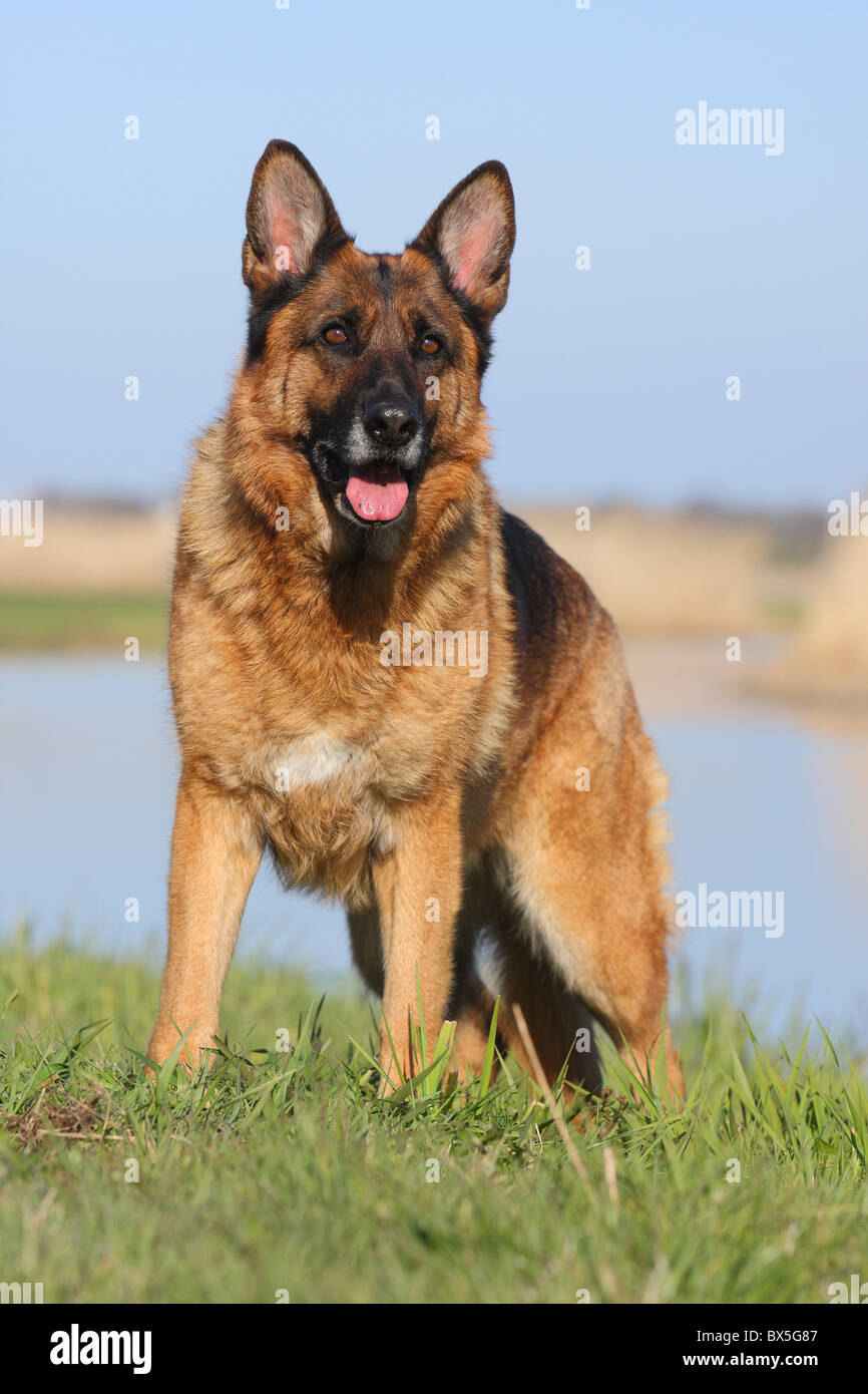 standing German Shepherd Stock Photo - Alamy