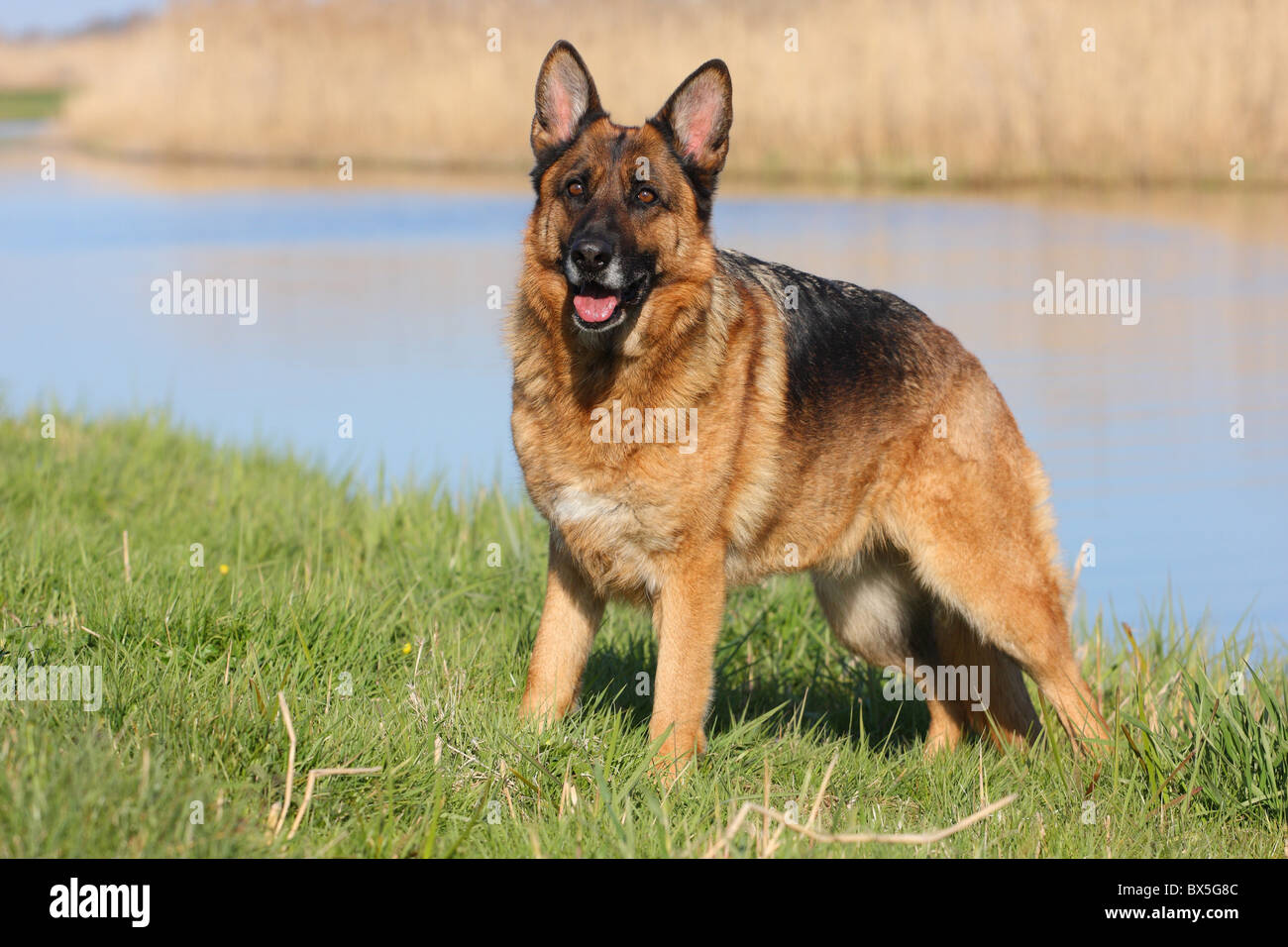 standing German Shepherd Stock Photo - Alamy