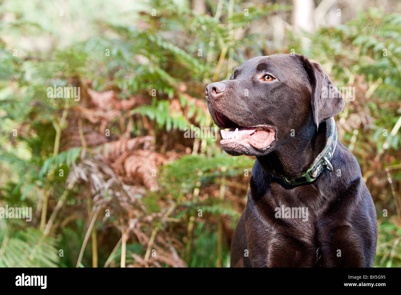 Shot of a Chocolate Labrador in the Countryside Stock Photo - Alamy