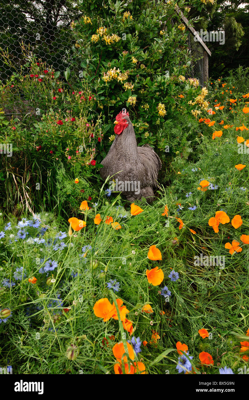 Spring in the garden, Happy Rooster Stock Photo - Alamy